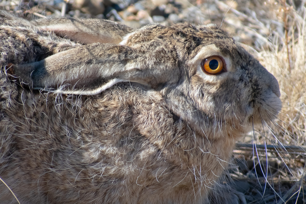 Black-tailed Jackrabbit from Colfax County, NM, USA on February 5, 2019 ...