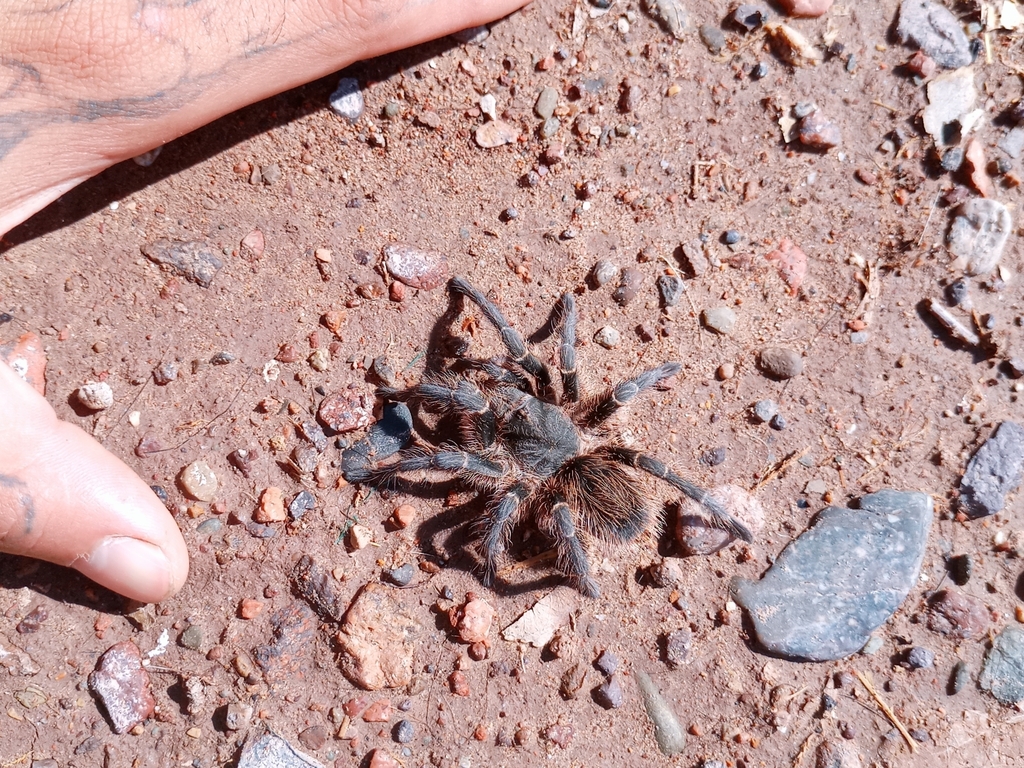 Grammostola diminuta from San Martín, Mendoza, Argentina on March 28 ...