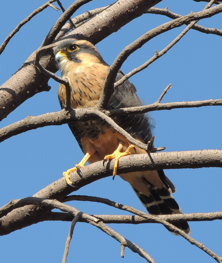 Aplomado Falcon from Río Teno, sector Cardonal. Curicó, Maule, Chile on ...