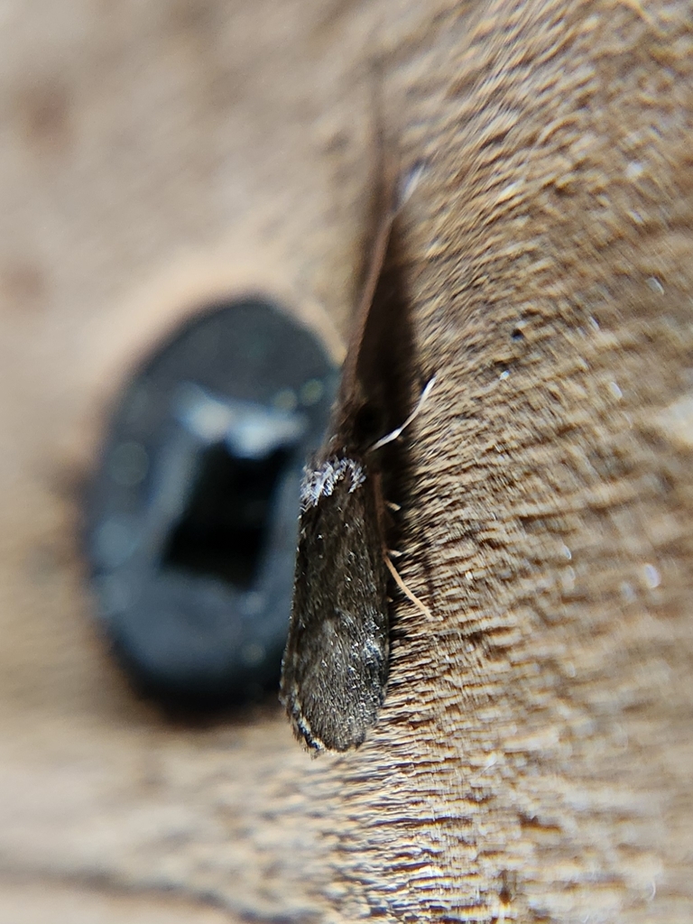 Cyrnellus fraternus from Mission, TX, USA on March 26, 2024 at 09:11 AM ...