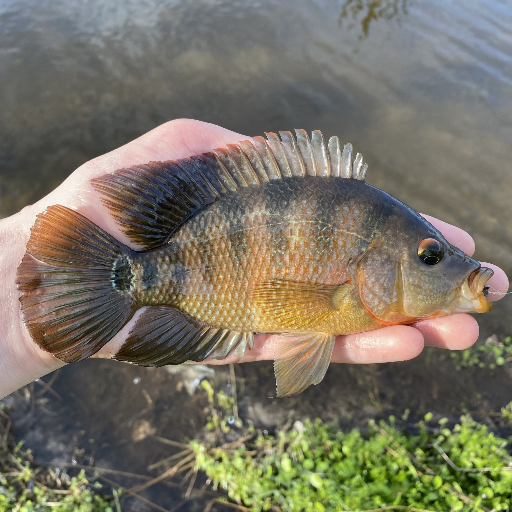 Fish Mayan Cichlid