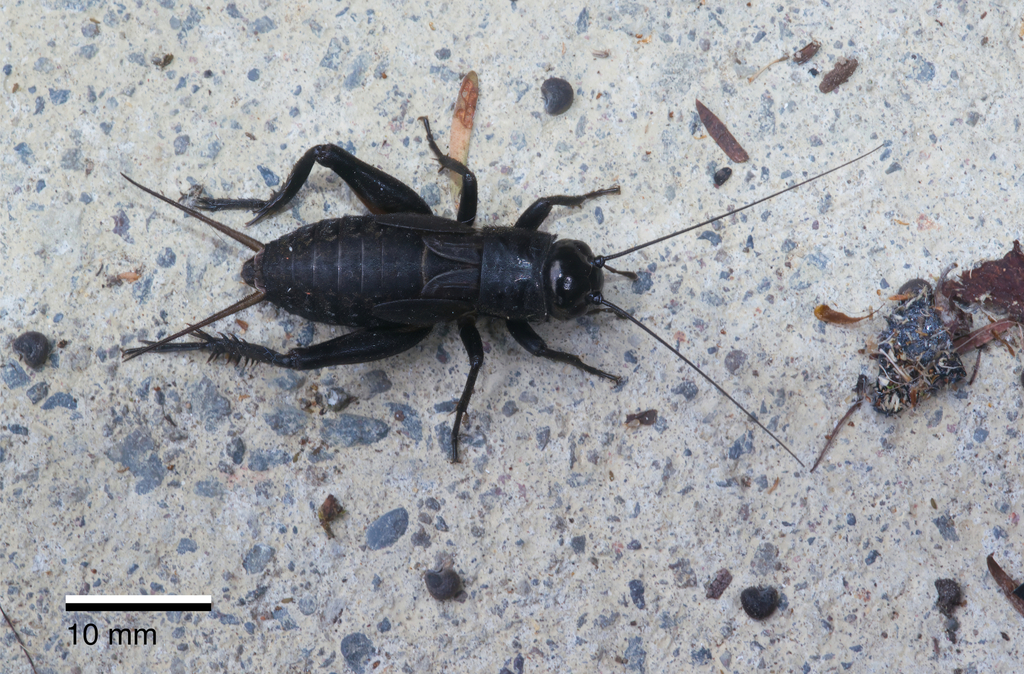 Australian Black Field Cricket from Stokes Valley, Lower Hutt 5019, New ...