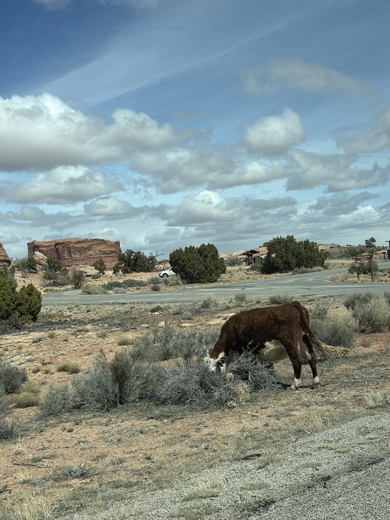Domestic Cattle from SR-313, Moab, UT, US on March 25, 2024 at 12:55 PM ...
