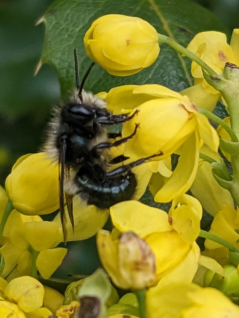 Blue Orchard Bee from Bellingham, WA 98225, USA on March 29, 2024 at 03 ...