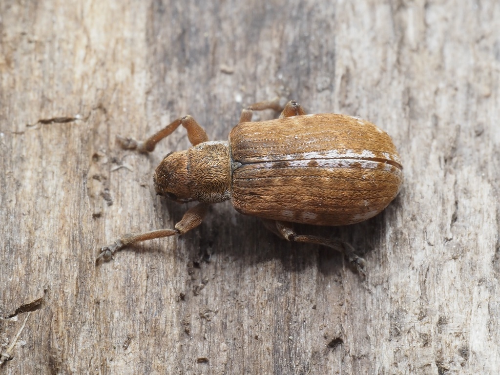 Pine Needle Weevils from Villanova University, Villanova, PA, US on ...