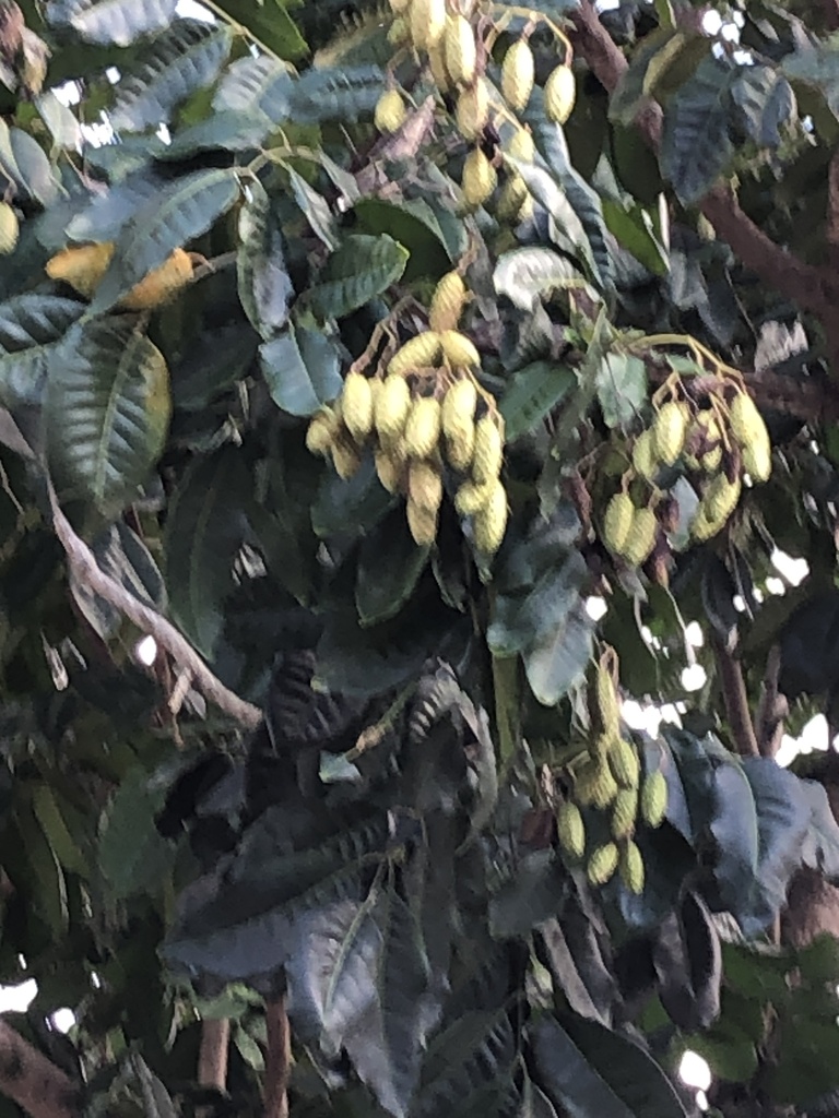 Flindersia from Nambour Plaza, Nambour, QLD, AU on March 30, 2024 at 08 ...