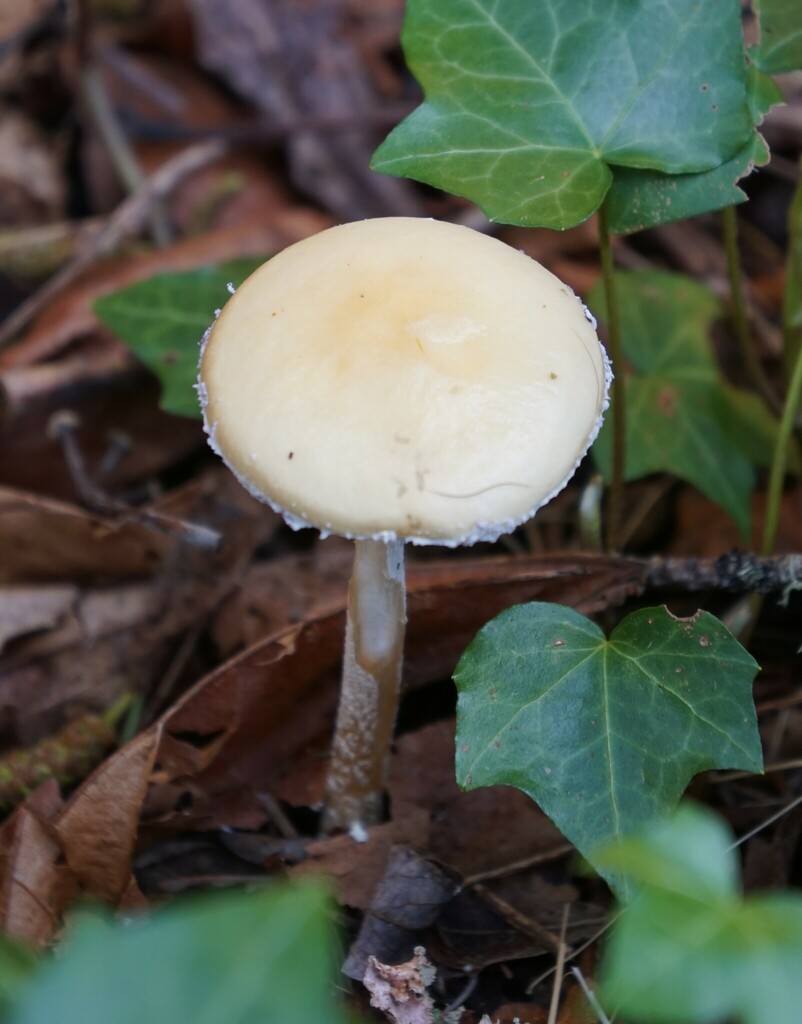 Questionable Stropharia from Education Hill, Redmond, WA 98052, USA on ...