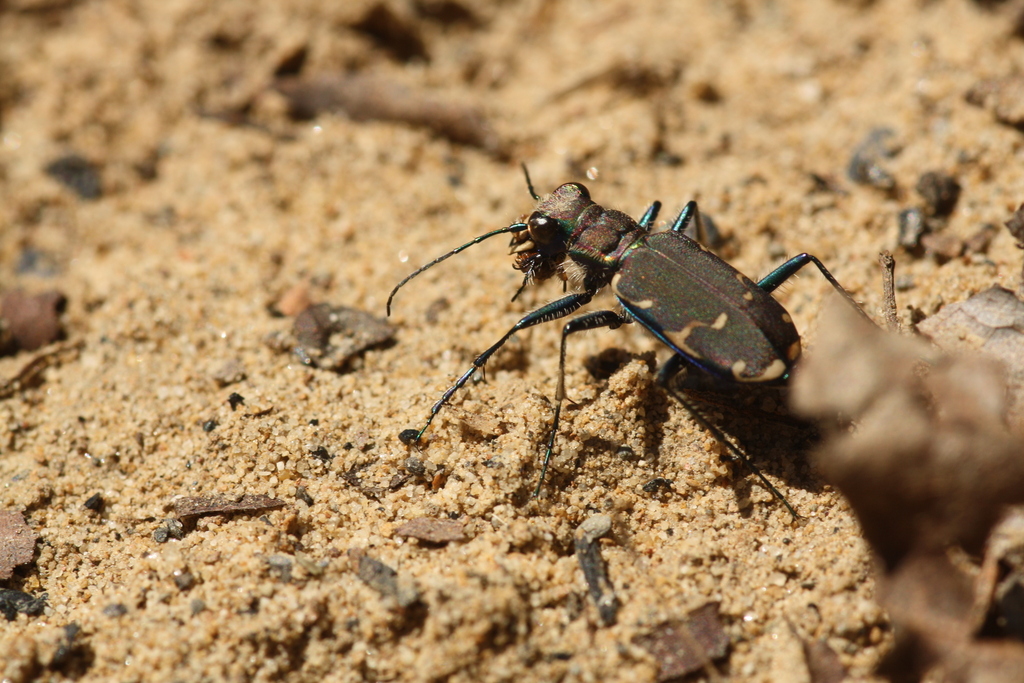 Appalachian Tiger Beetle from Caryville, TN, USA on March 29, 2024 at ...