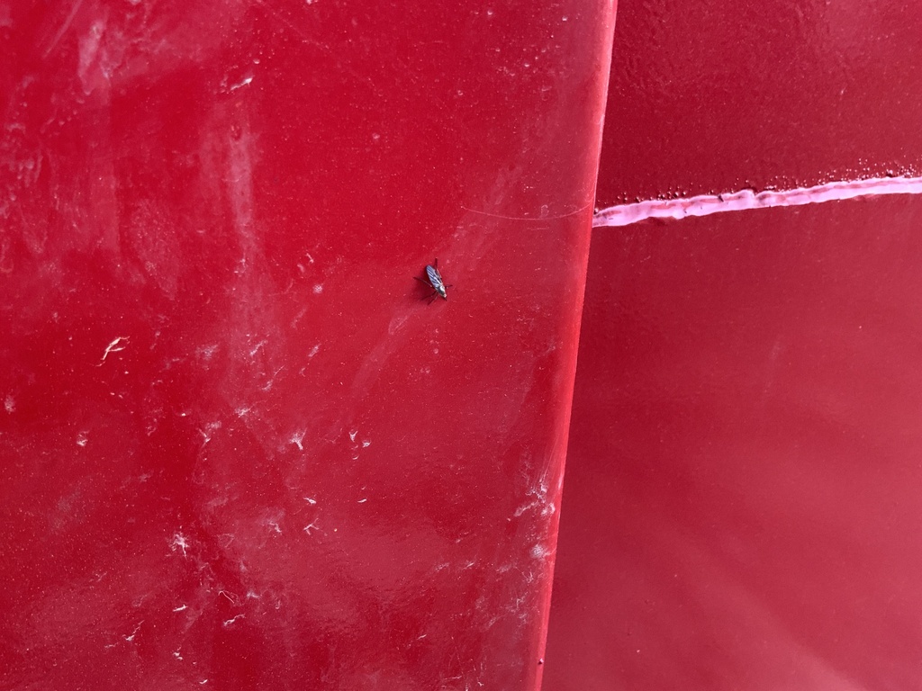 Scenopinus from E Wilson St, Wingate, NC, US on March 29, 2024 at 07:12 ...