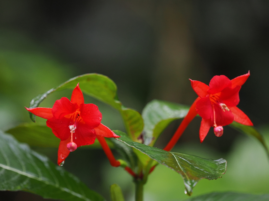 Fuchsia macrostigma from Metropolitan District of Quito, Ecuador on ...