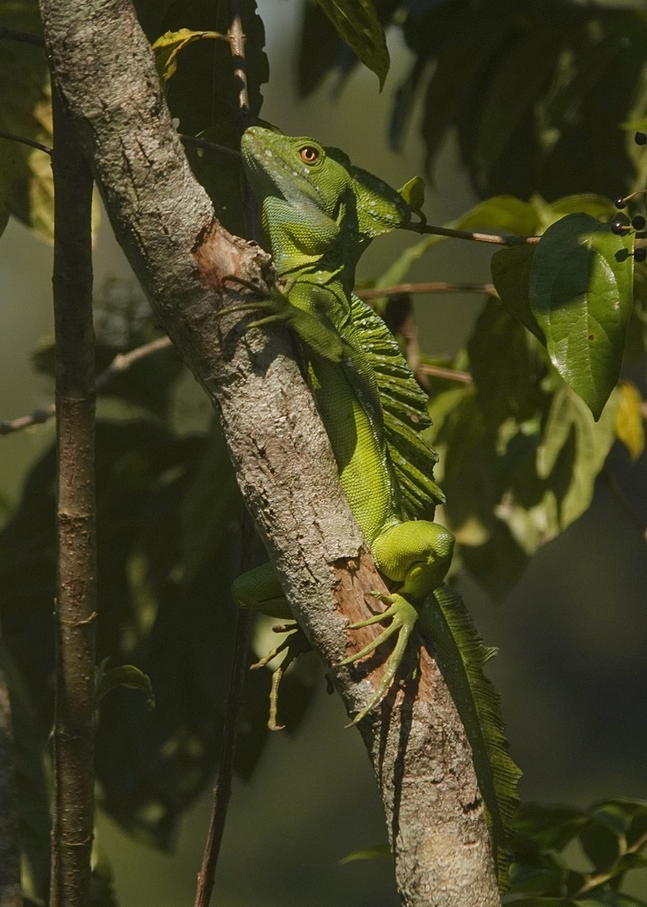 Green Basilisk from Provincia de Cartago, Paraíso, Costa Rica on March ...