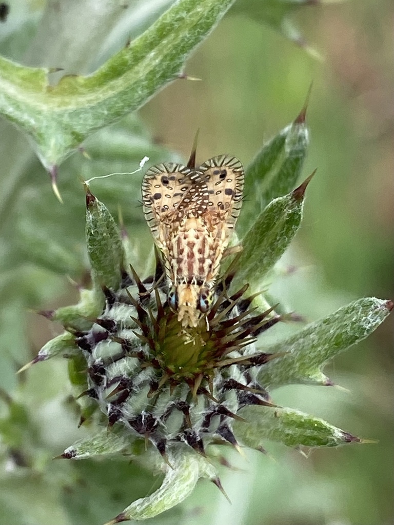 Paracantha culta from David Fort Rd, Argyle, TX, US on March 29, 2024 ...