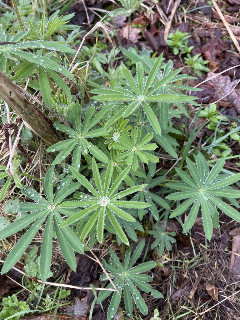 Russell Lupine from Pennine Way, Liverpool, England, GB on March 24 ...