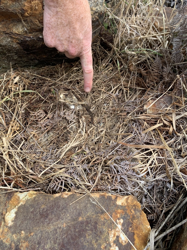 Waitaha Gecko in March 2024 by gregs · iNaturalist