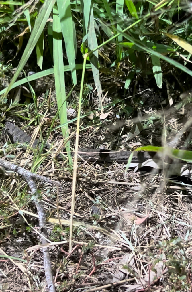 Common keelback from The University of Queensland - Gatton Campus ...