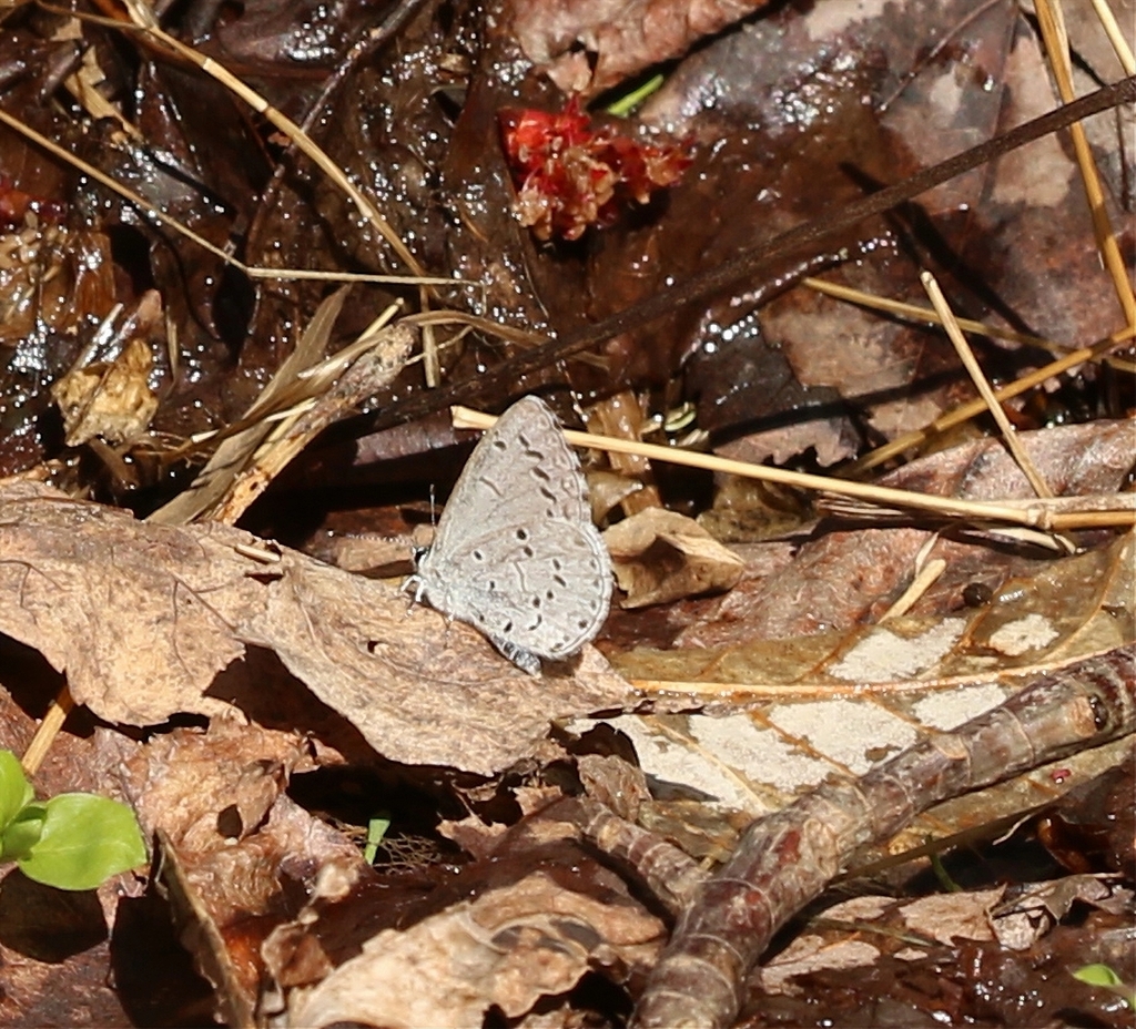 Spring Azure from Upper Freehold, NJ, USA on March 29, 2024 at 08:05 PM ...