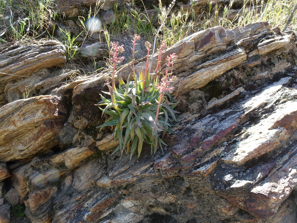 Desert liveforever in March 2024 by Cameron W Barrows · iNaturalist
