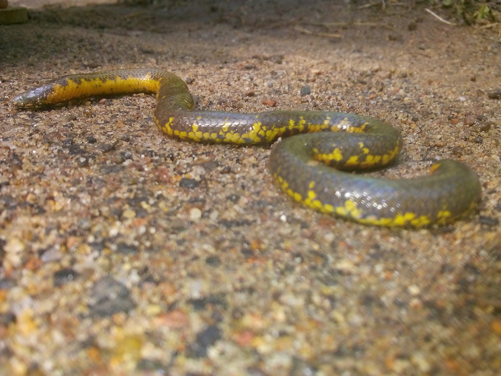Eranga Viraj’s shieldtail snake in April 2019 by QuestaGame. Sighting ...