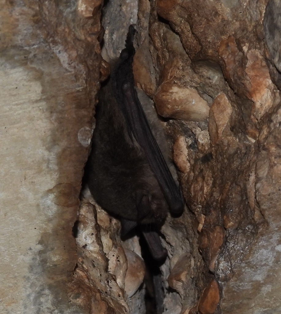 Gray Bat in March 2024 by Phillip T. Crawford. Single individual day ...