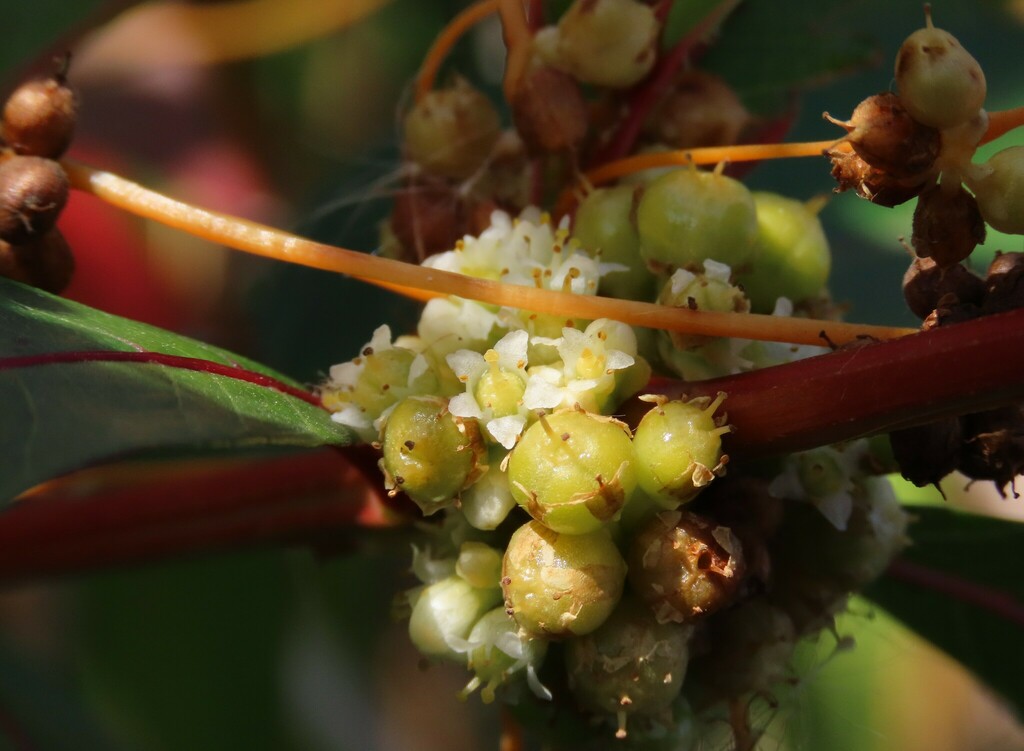 dodders in September 2023 by Chantel. On Decodon verticillatus ...