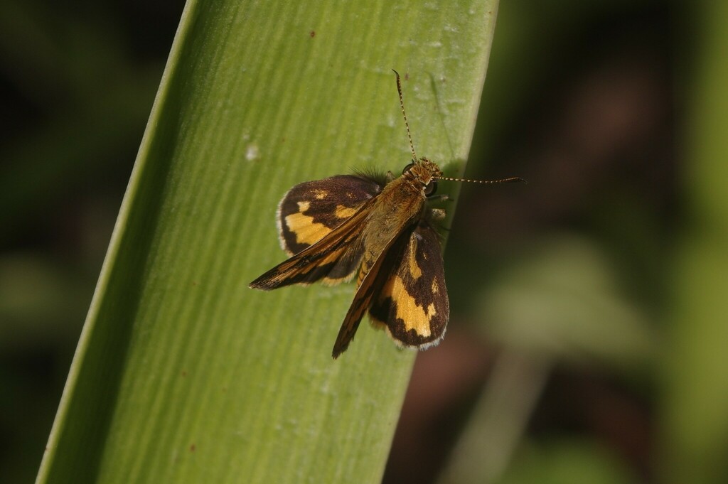 Grass Darts and Darters from Maryborough QLD 4650, Australia on March ...