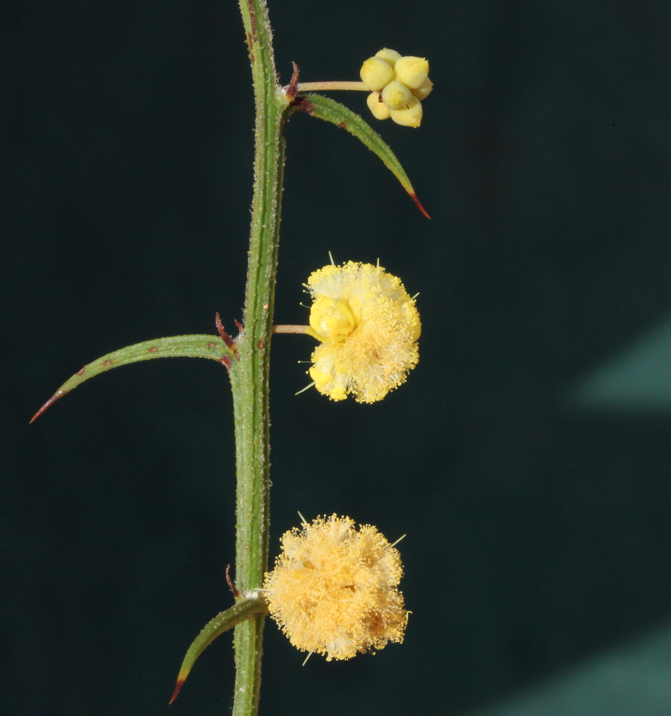Narrow-winged Wattle from Tarin Rock WA 6353, Australia on April 20 ...