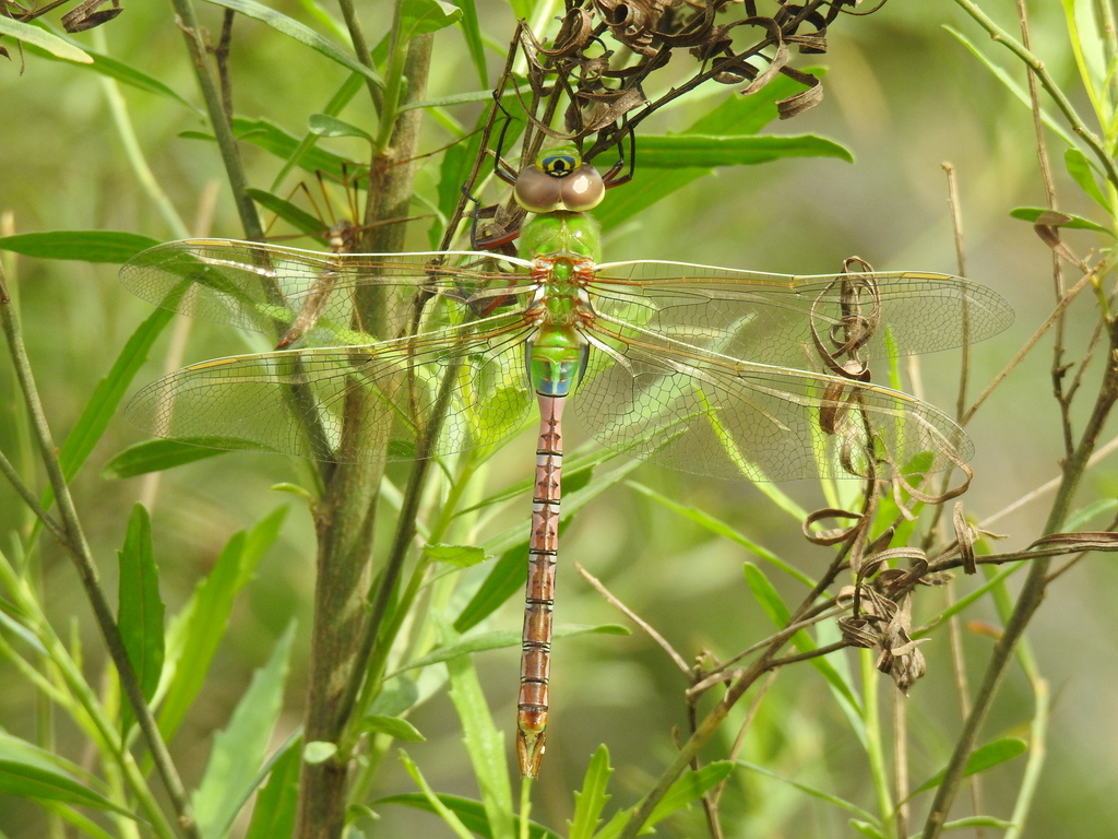 Common Green Darner from Lewisville, TX, USA on March 29, 2024 at 04:01 ...