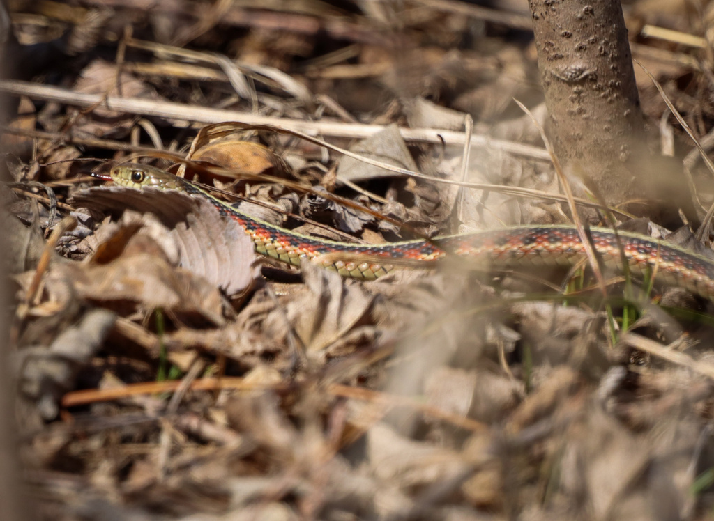 Red-sided Garter Snake from Denton, NE, US on March 29, 2024 at 02:01 ...