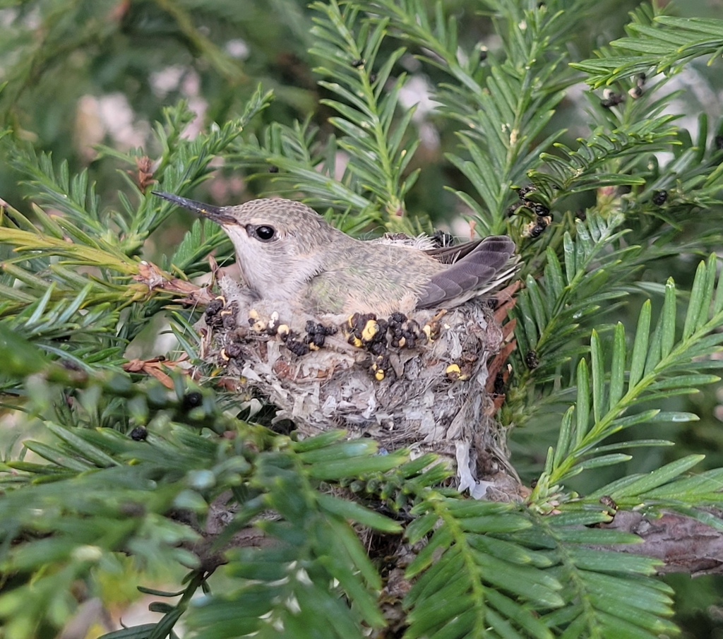 Costa's Hummingbird in March 2024 by Tom Benson · iNaturalist