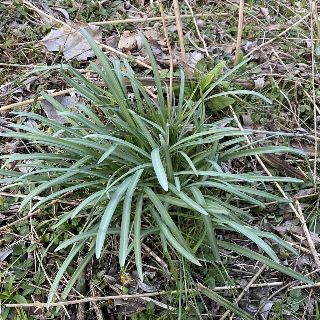 snowdrops from Medina, OH, US on March 29, 2024 at 07:34 PM by shmavin ...