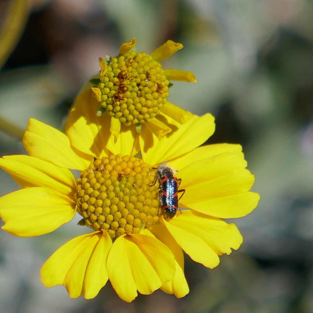Red-blue Checkered Beetle from Pima County, AZ, USA on March 29, 2024 ...