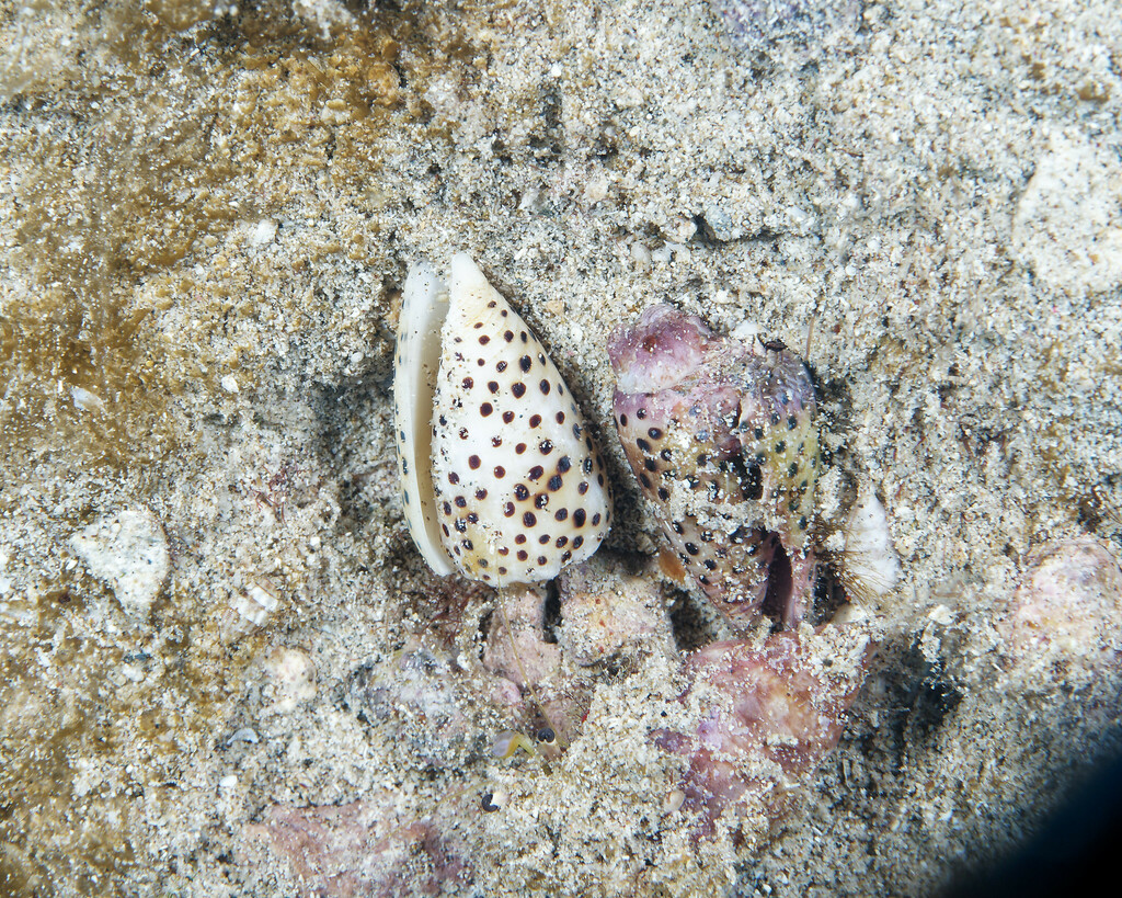 Flea-bitten Cone from Honolulu County, HI, USA on March 29, 2024 at 10: ...