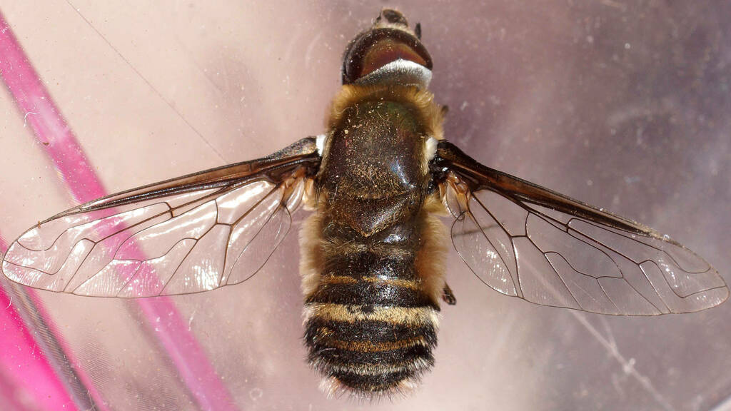 banded bee flies from Swan Reach Conservation Park, SA, AU on December ...