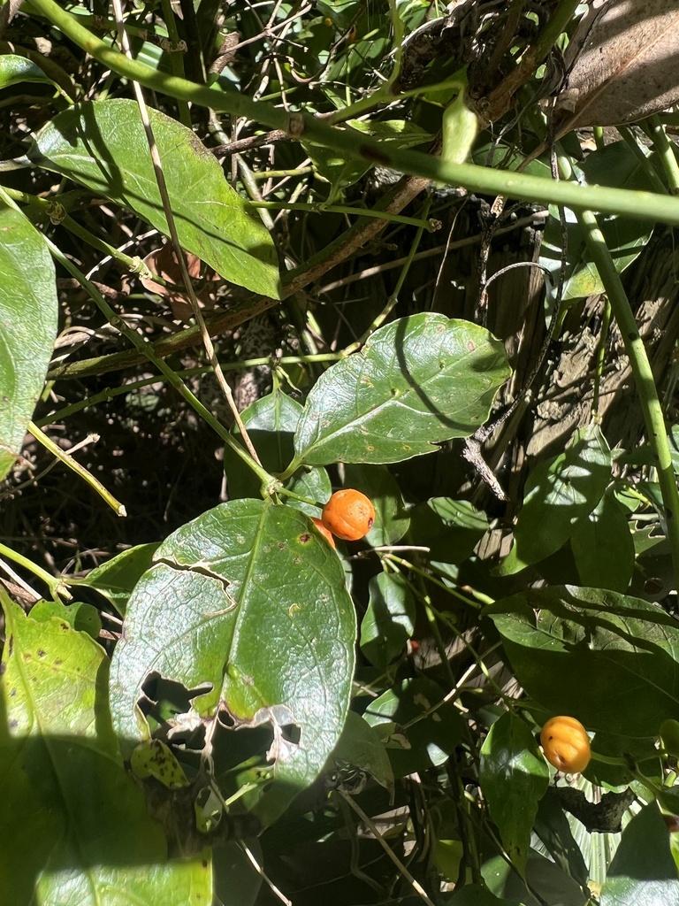 sweet morinda from Weston Street Bushland, Yattalunga, NSW, AU on March ...