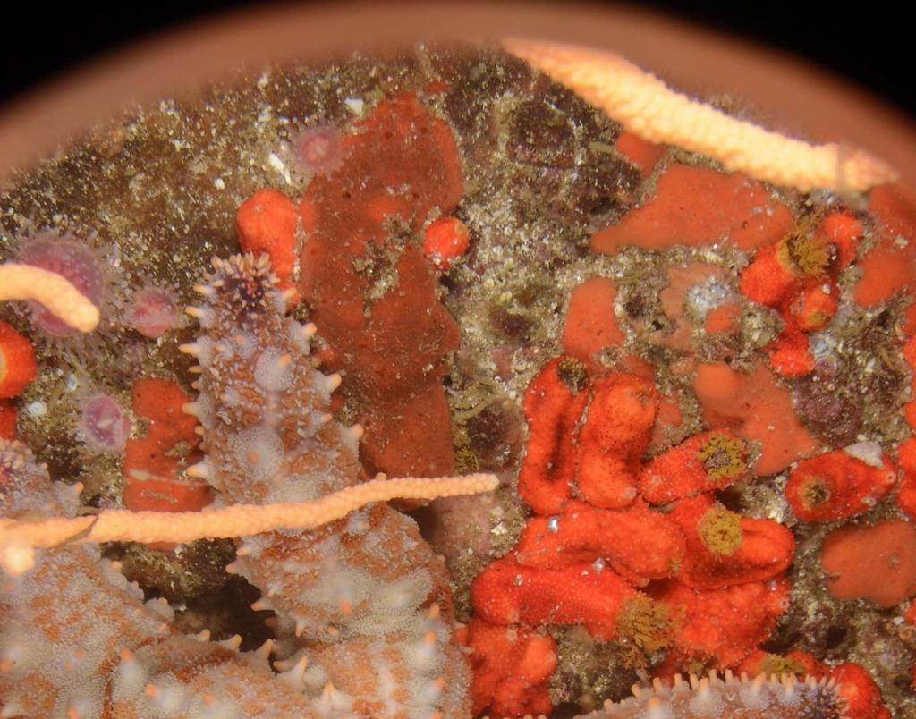 Spiny Starfish from Atlantis reef, offshore Simonstown , Cape Town ...