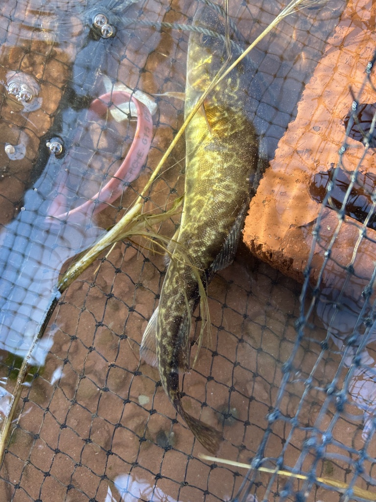 Atlantic Tomcod from West River, Hillsboro Parish, PE, CA on November ...