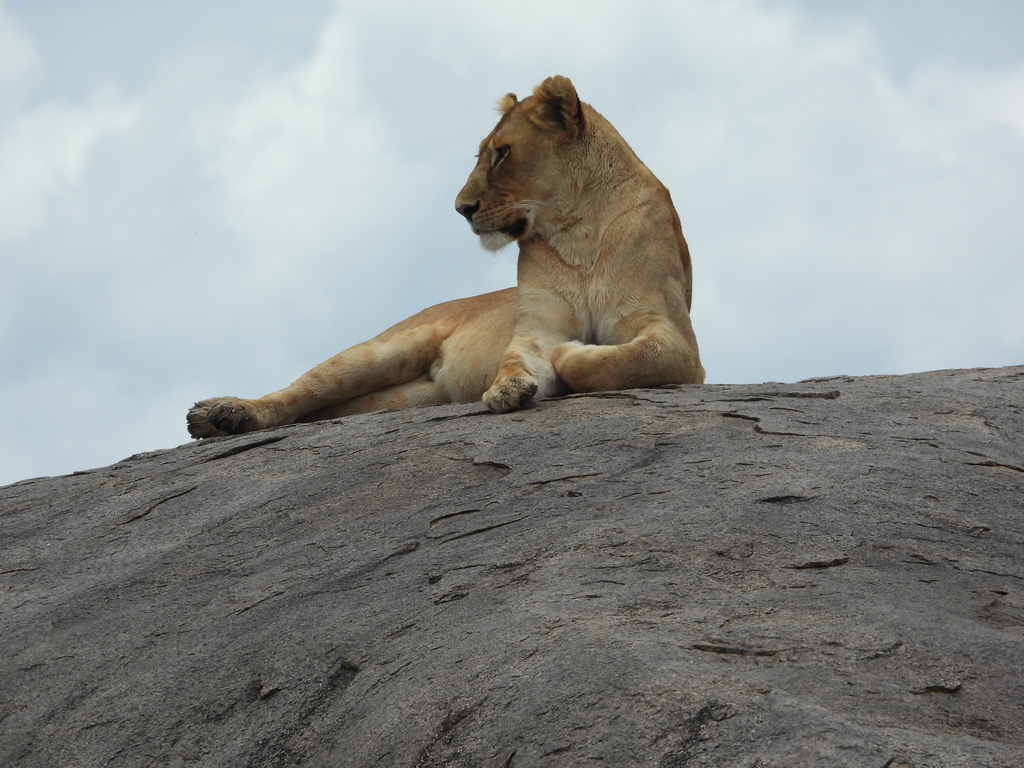 Southern Lion in March 2024 by judysue3 · iNaturalist
