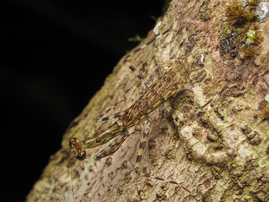 Mayan Lichen Mantis from Heredia, Sarapiquí, Costa Rica on July 11 ...