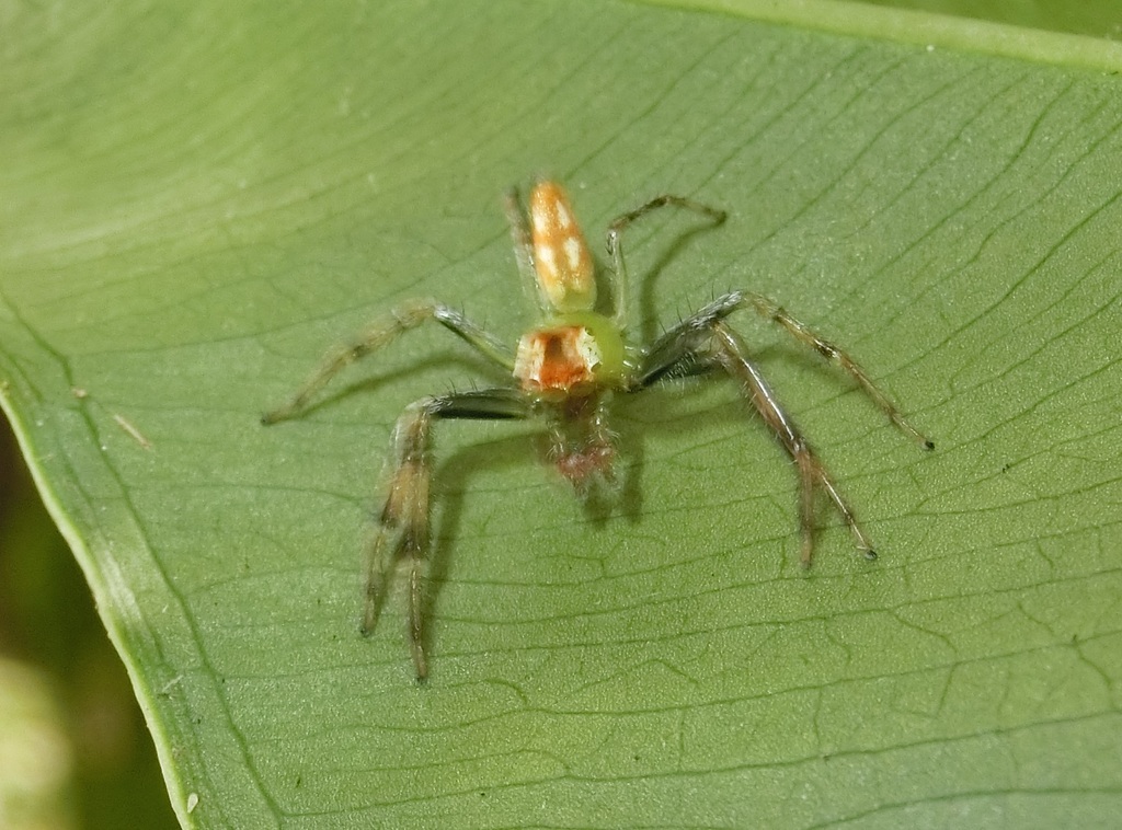 Epeus glorius from 558台灣南投縣鹿谷鄉 on March 29, 2024 at 11:39 AM by ...