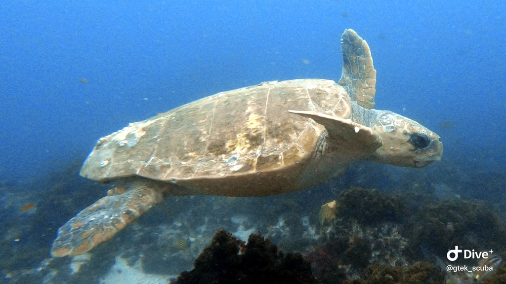 Loggerhead Sea Turtle from Coral Sea, Byron Bay, NSW, AU on March 23 ...