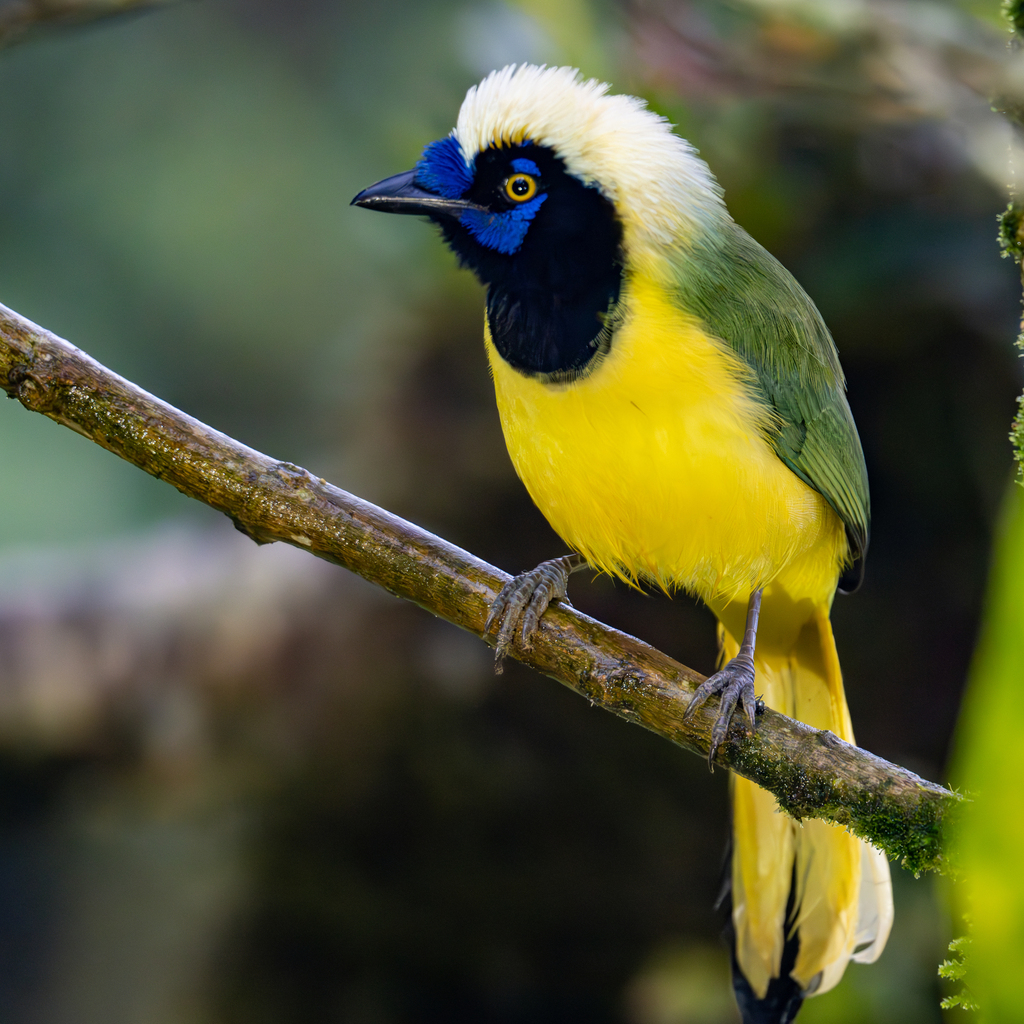 Inca Jay from Quijos, Ecuador on March 13, 2024 at 06:25 AM by David ...