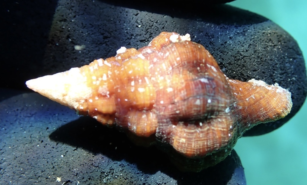 Polygona concentrica from Golfo De Panamá, Provincia de Panamá, PA on ...