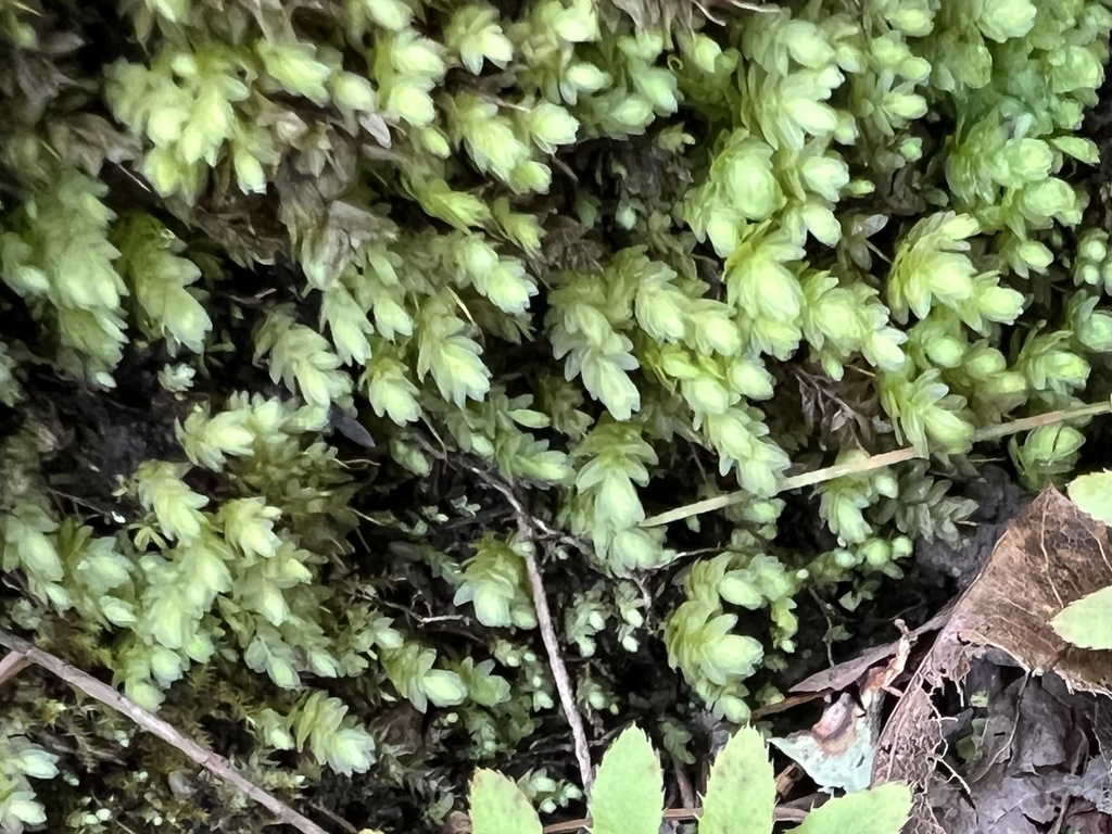 Goose Egg Moss from Cherokee National Forest, Tellico Plains, TN, US on ...