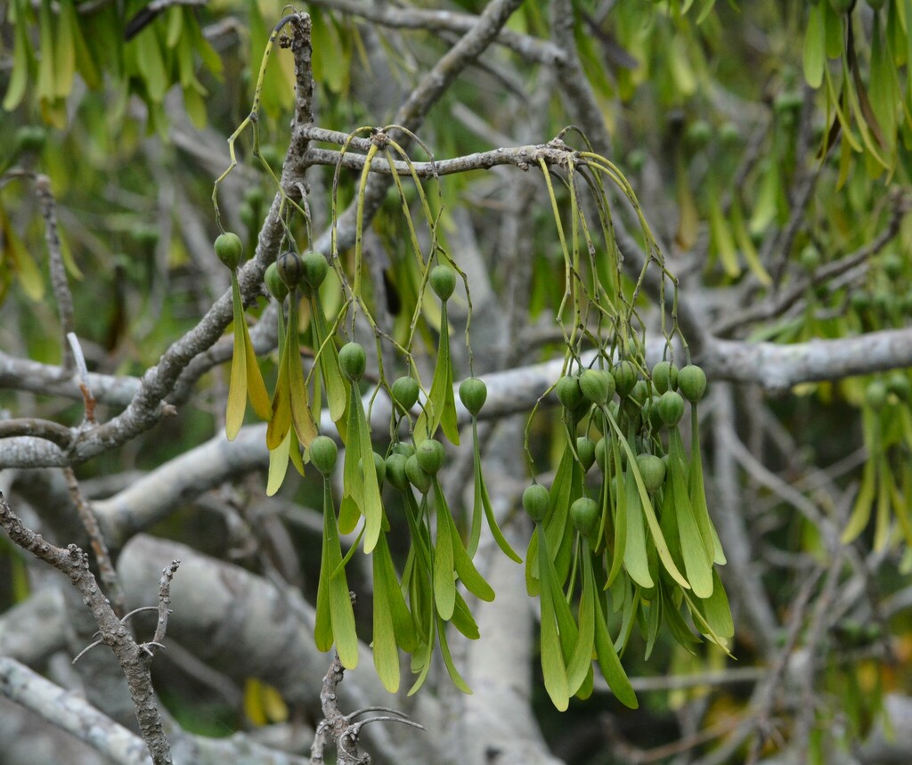 Propeller Tree from Potrerillos, Cortés, Honduras on March 29, 2024 at ...