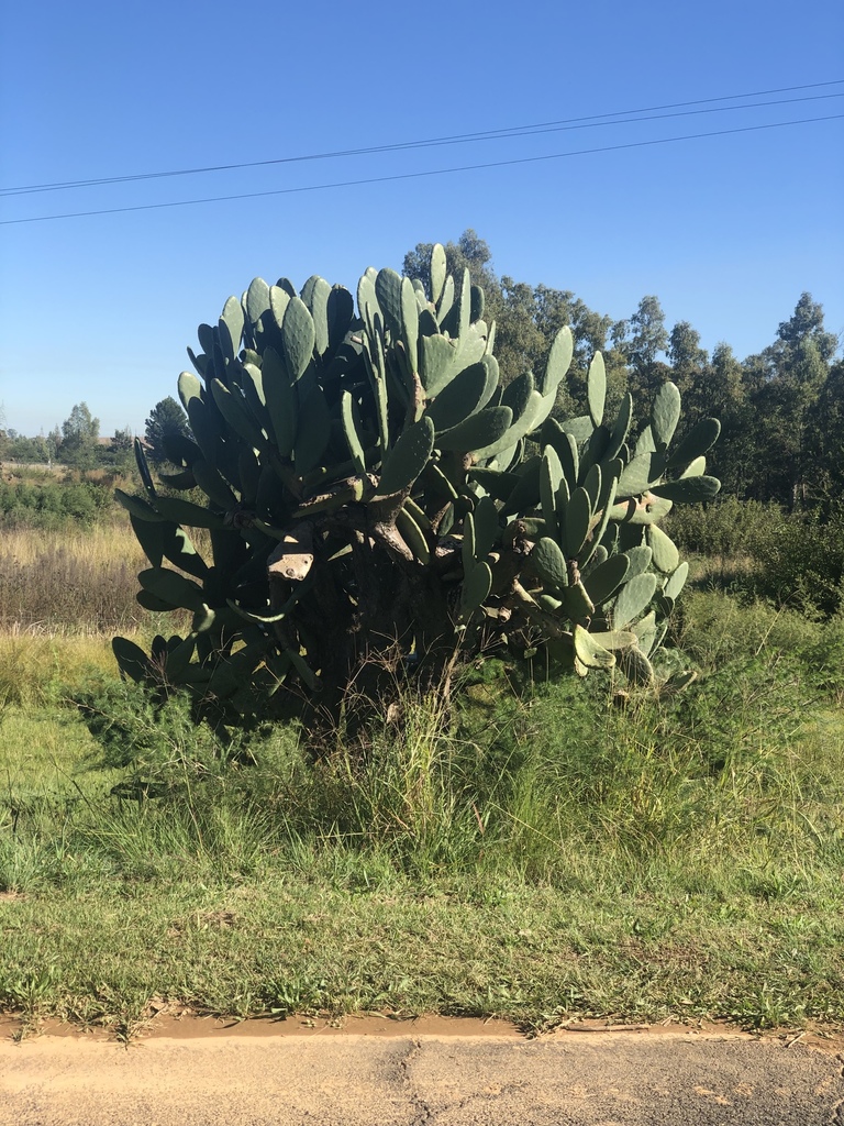 Indian fig opuntia from Northern Free State, , FS, ZA on April 27, 2019 ...