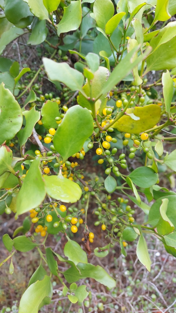 Green mistletoe in March 2024 by janicelord. Fruiting heavily on ...