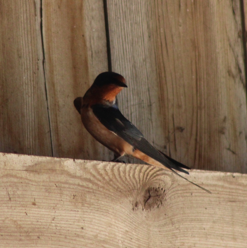 Barn Swallow from Paris, IL 61944, USA on June 1, 2023 at 10:59 AM by ...