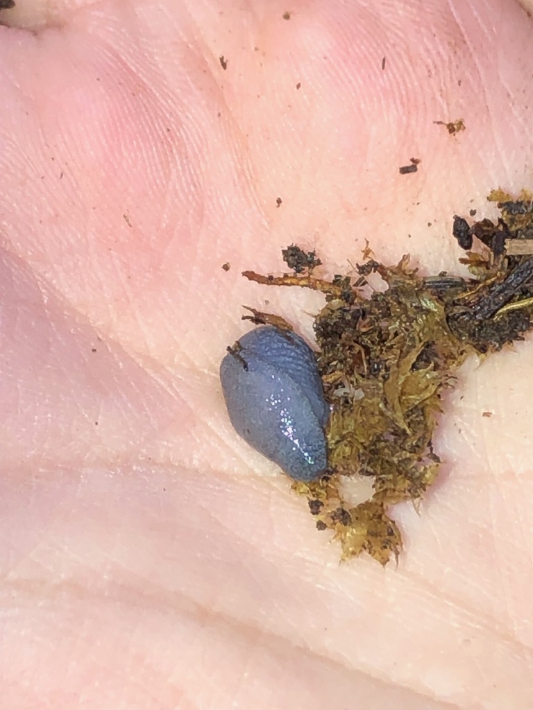 Blue-gray Taildropper from Ross-Durrance on December 14, 2022 at 04:09 ...