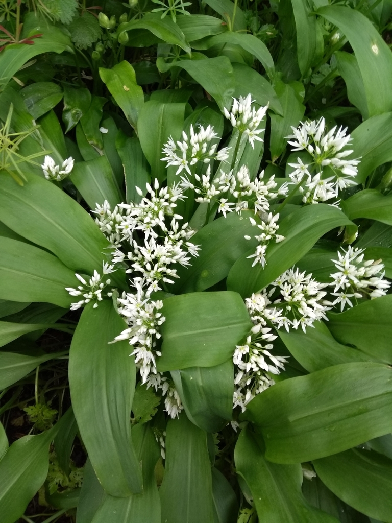 Ramsons from 3 Fairmile Rd, Halesowen B63 3PS, UK on April 27, 2019 at ...