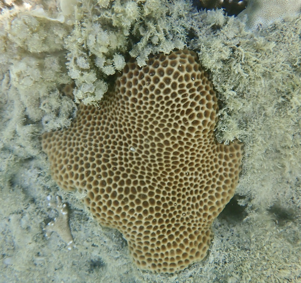 Coelastrea from Naïa on March 24, 2024 at 09:27 AM by brigitteleroy ...